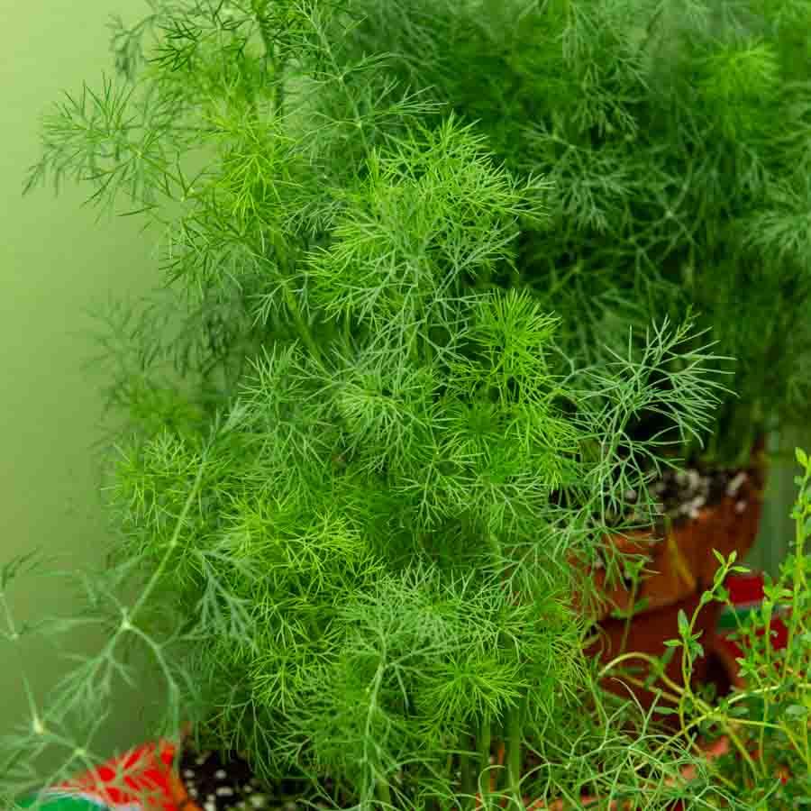 Aneth Officinal | Goût frais, culture pot & jardin | Vilmorin Jardin