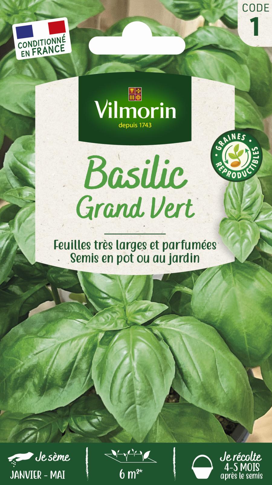 Basilic Grand Vert | Grandes feuilles ovales typiques | Vilmorin Jardin