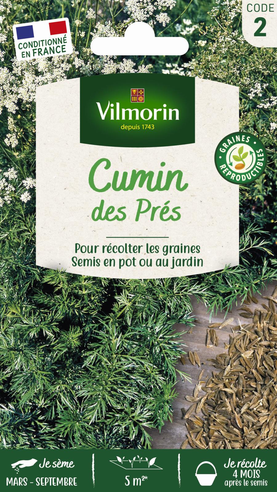 Cumin des Prés | Pour semis en pot ou au jardin | Vilmorin Jardin
