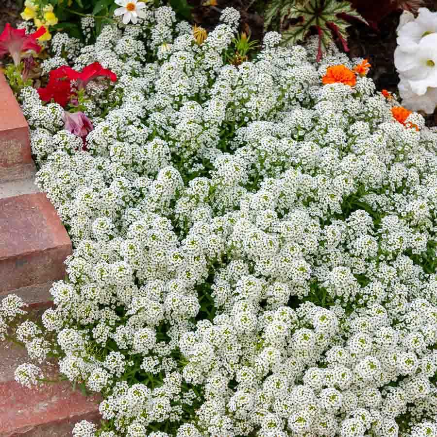 Alysse Corbeille d'Argent | Tapissante & odorante | Vilmorin Jardin