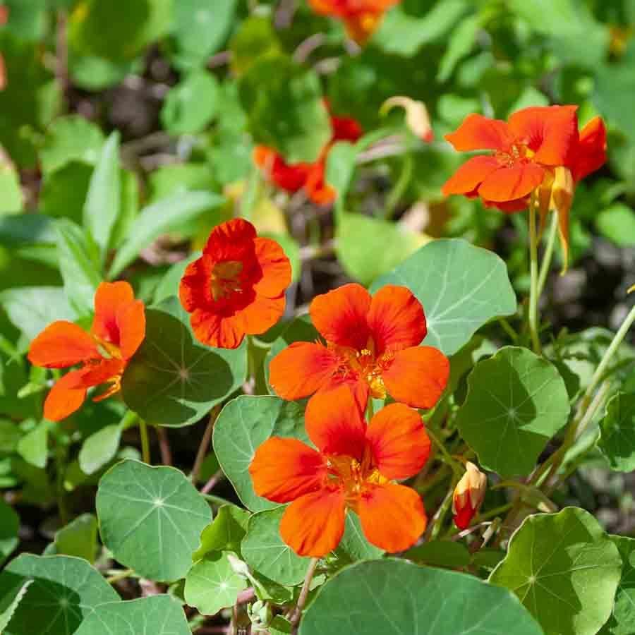 Capucine Lobb Spit Fire | Grimpante rouge carmin | Vilmorin Jardin