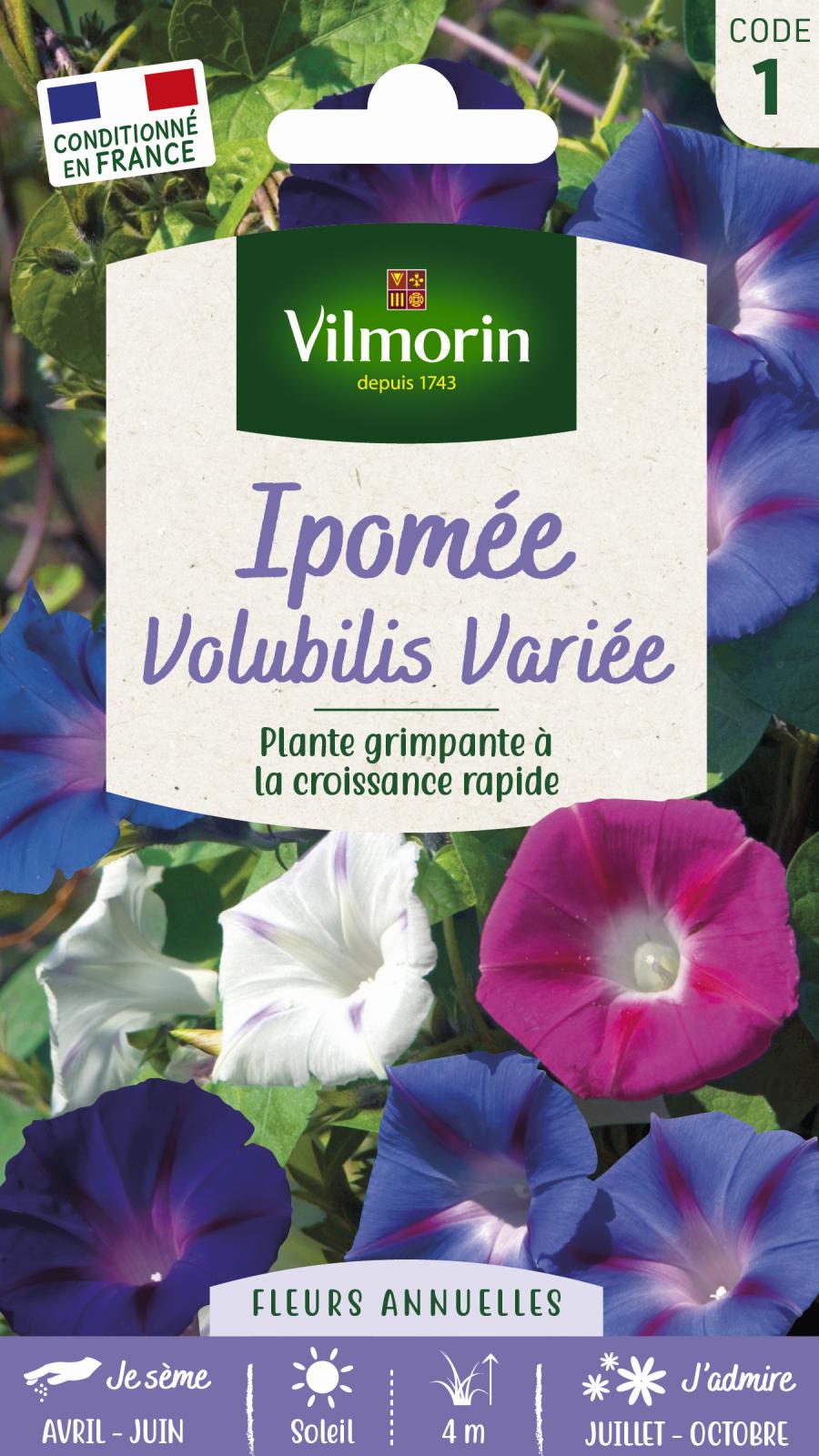 Ipomée Volubilis Variée | Grimpante multicolore | Vilmorin Jardin
