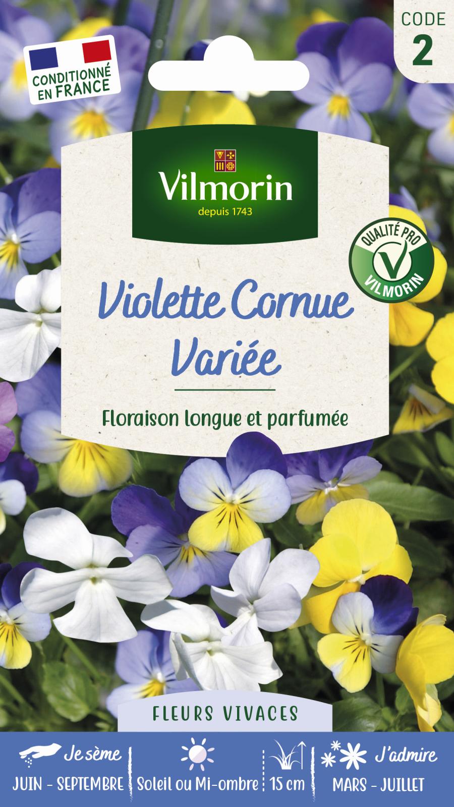 Violette Cornue (Viola Cornuta) Variée | Parfumée | Vilmorin Jardin