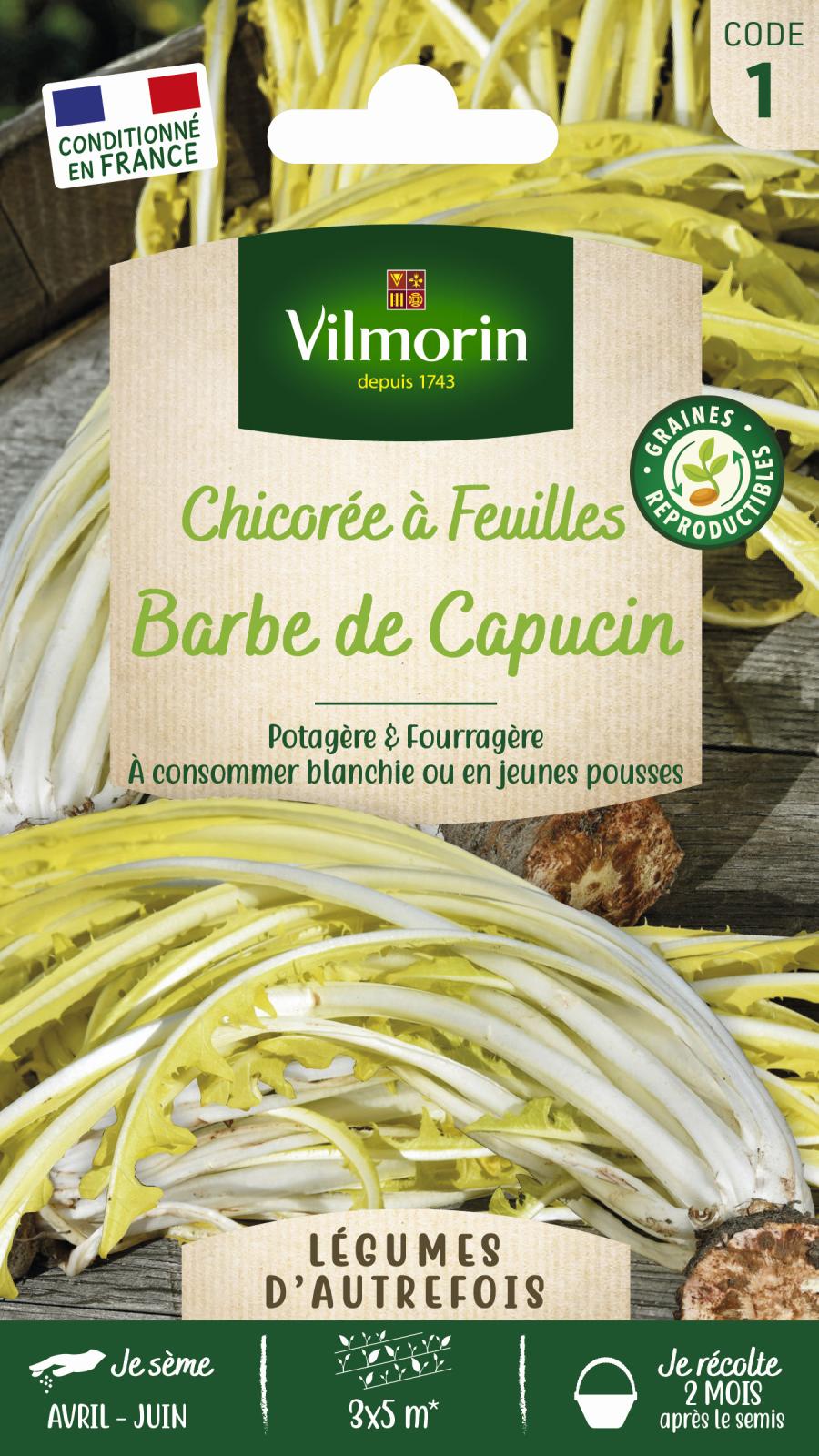 Chicorée Sauvage Amère Barbe de Capucin | à Feuilles | Vilmorin Jardin