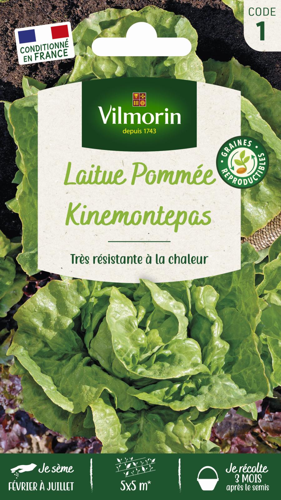 Laitue Pommée Kinemontepas - Salade Ferme Feuilles Tendres | Vilmorin ...