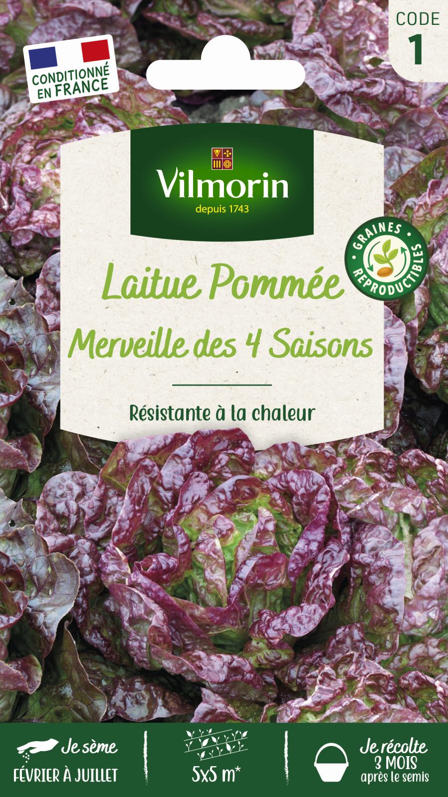 Laitue Merveille des 4 Saisons - Rustique Feuilles Rouges | Vilmorin Jardin