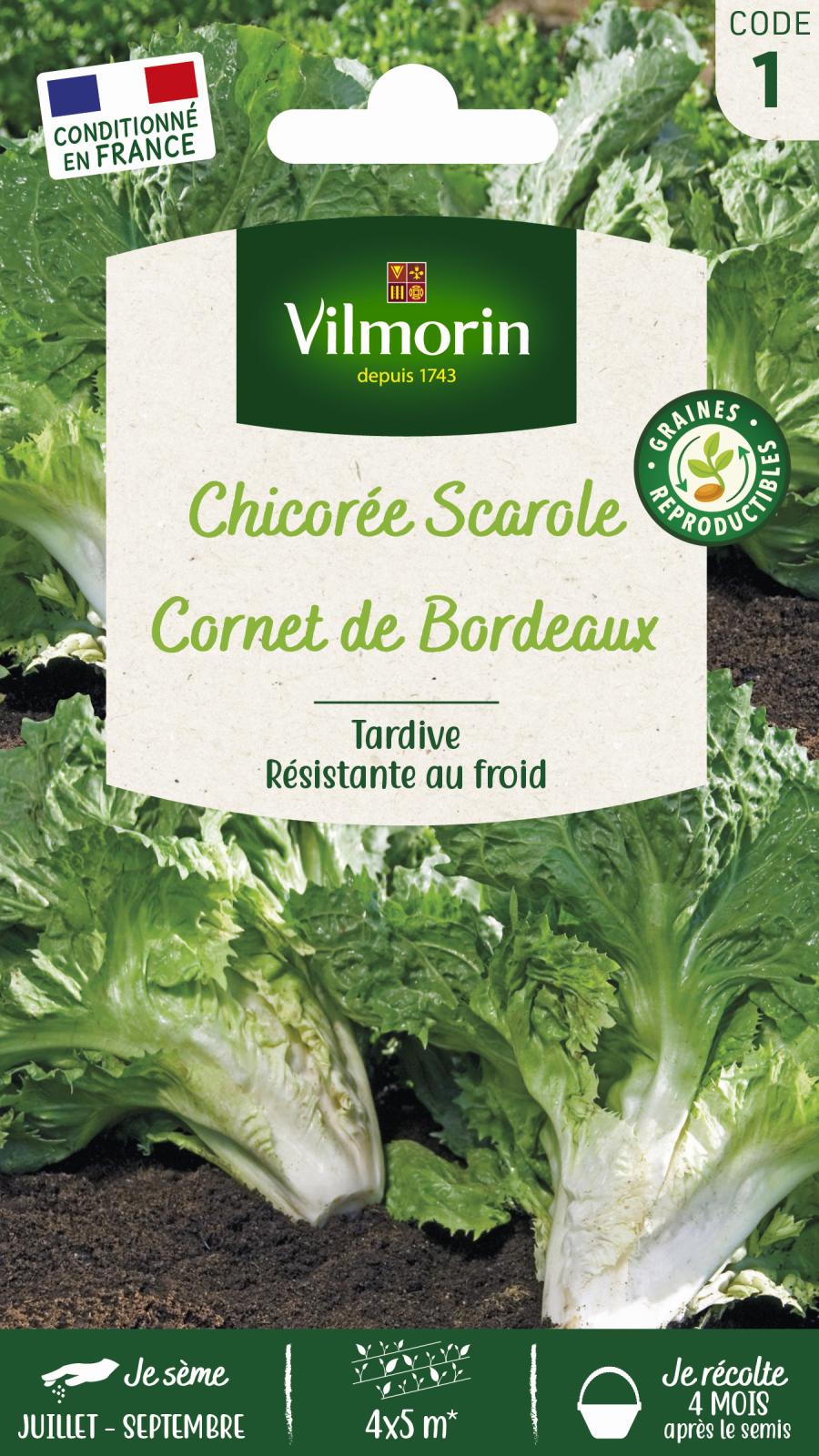 Chicorée Cornet de Bordeaux | Scarole, résistante | Vilmorin Jardin