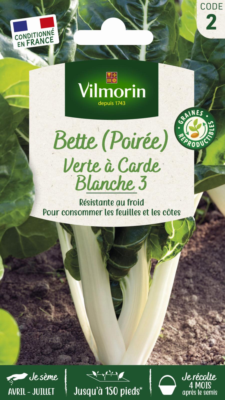 Bette (Poirée) Verte à Carde Blanche 3 | Culture d'été | Vilmorin Jardin