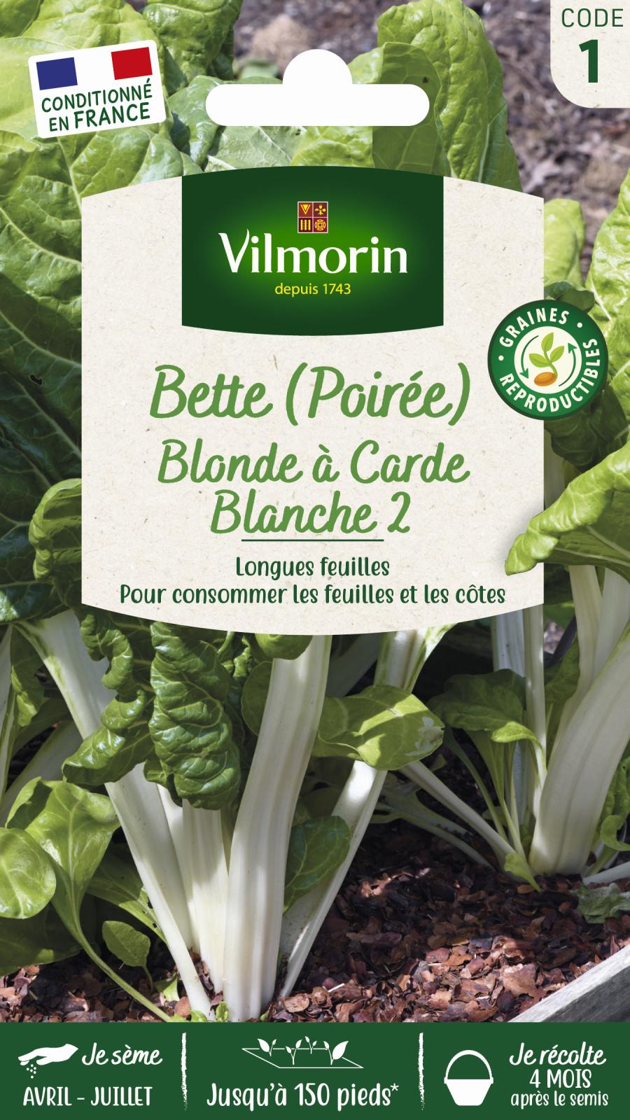 Bette (Poirée) Blonde à Carde Blanche 2 | Résistante chaleur | Vilmorin ...
