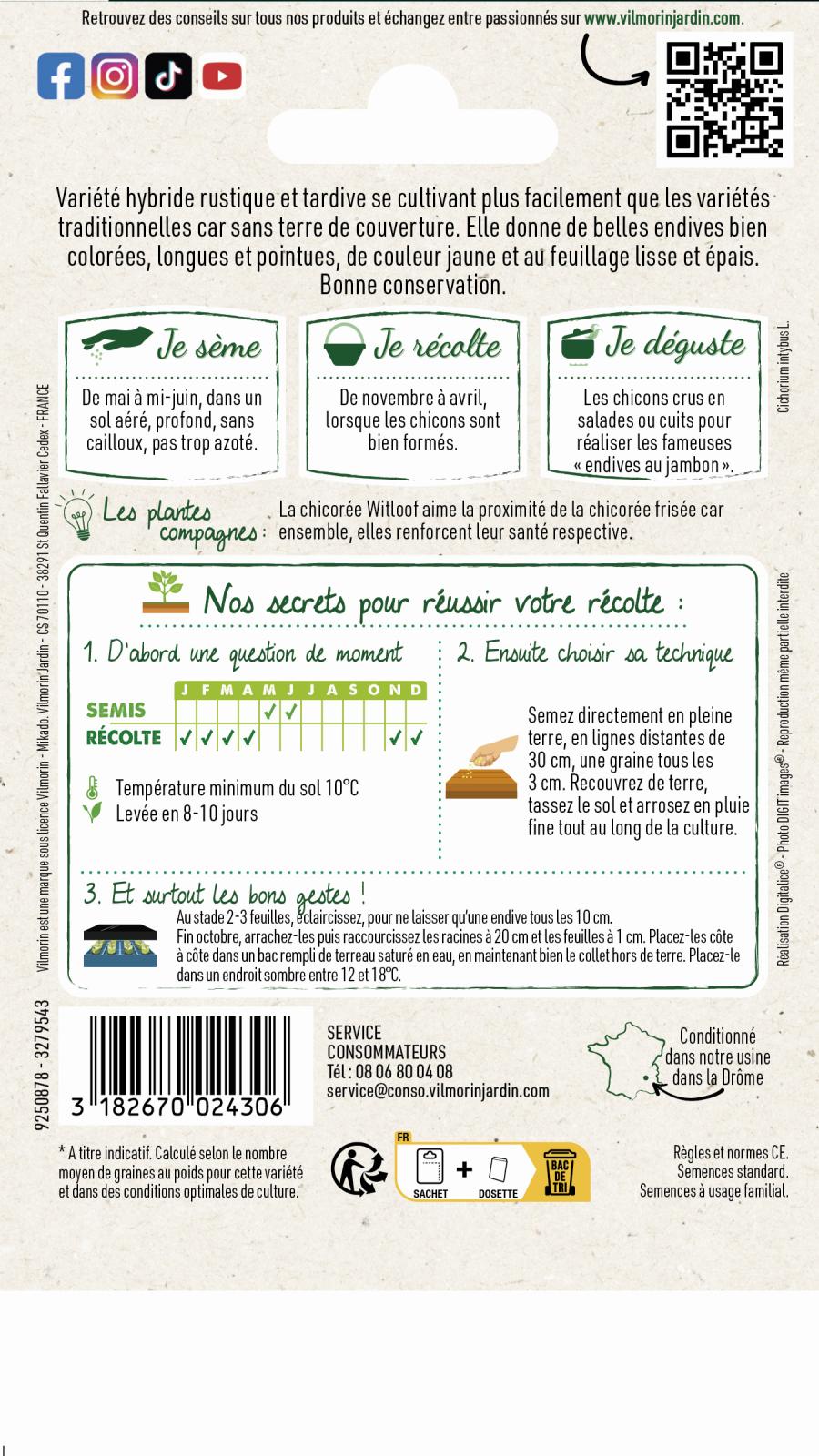 Chicorée Witloof Flexine HF1 - Endive Sans Terre Couverture | Vilmorin ...