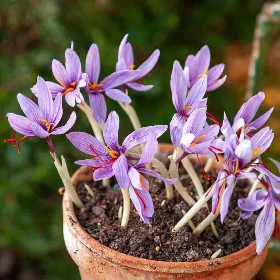 Crocus Sativus : Fleur d'automne et safran | Vilmorin Jardin