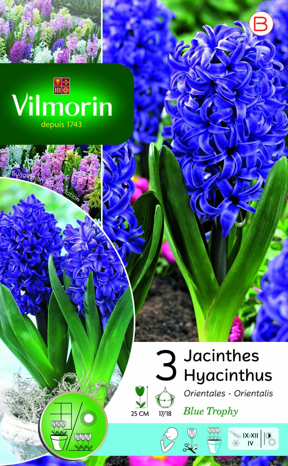 Jacinthe Blue Trophy - Plante à fleurs bleues | Vilmorin Jardin