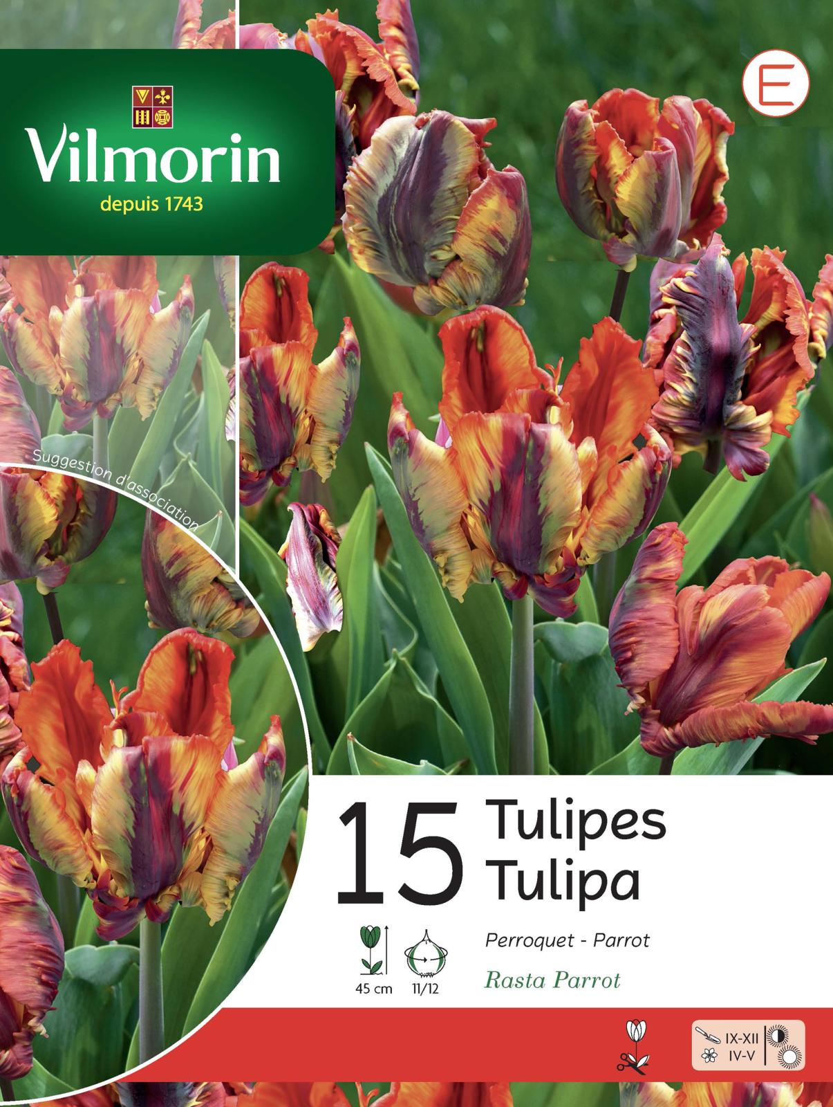 Tulipe Rasta Parrot : Pour un jardin exotique | Vilmorin Jardin