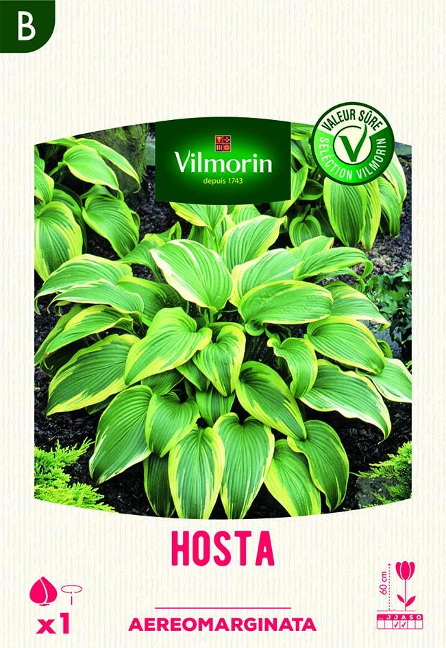 Hosta Aureomarginata : Plante vivace pour jardin ombragé | Vilmorin Jardin